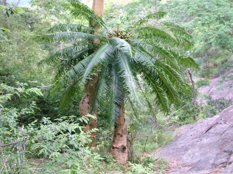 Cycas circinalis is a species found in the Western Ghats (IUCN Red List)