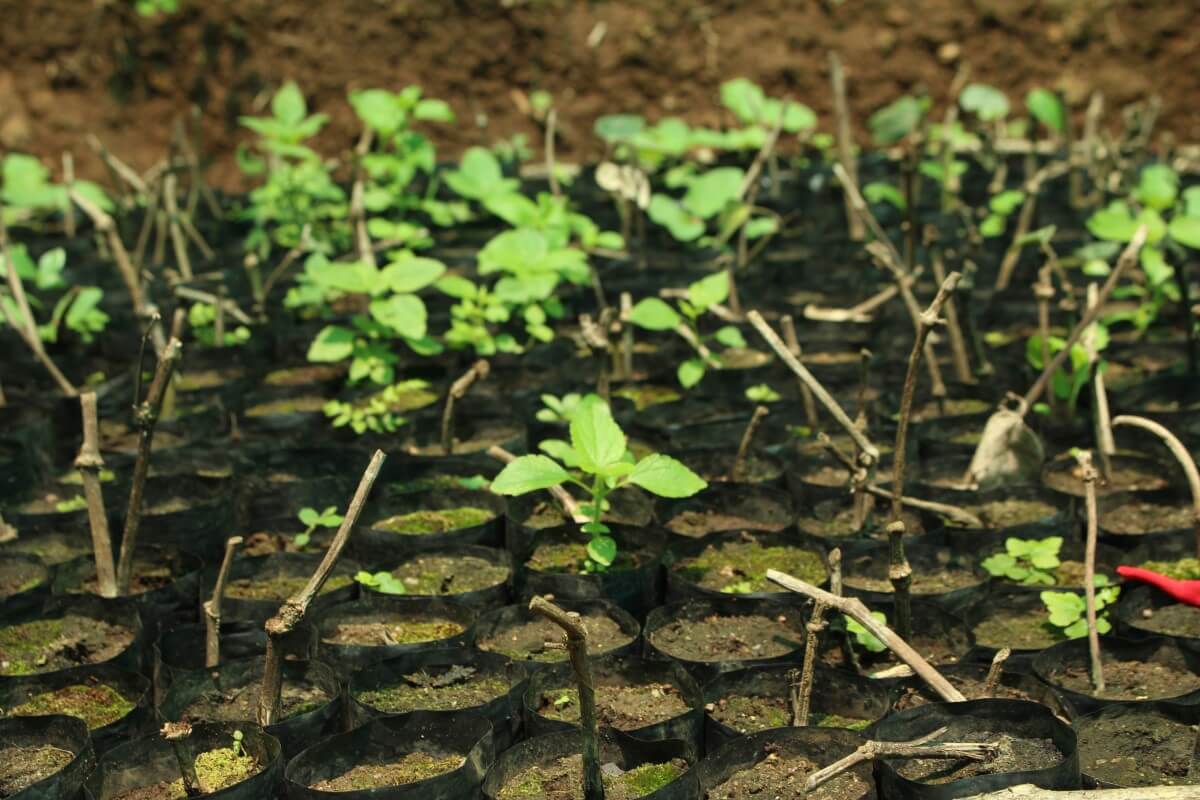 Photo Story: Swallows Visit Aracode - Keystone Foundation