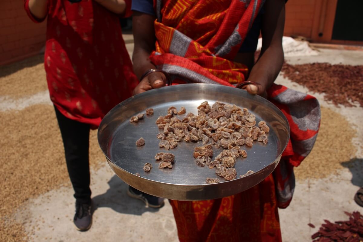 Photo Story: Swallows Visit Aracode - Keystone Foundation