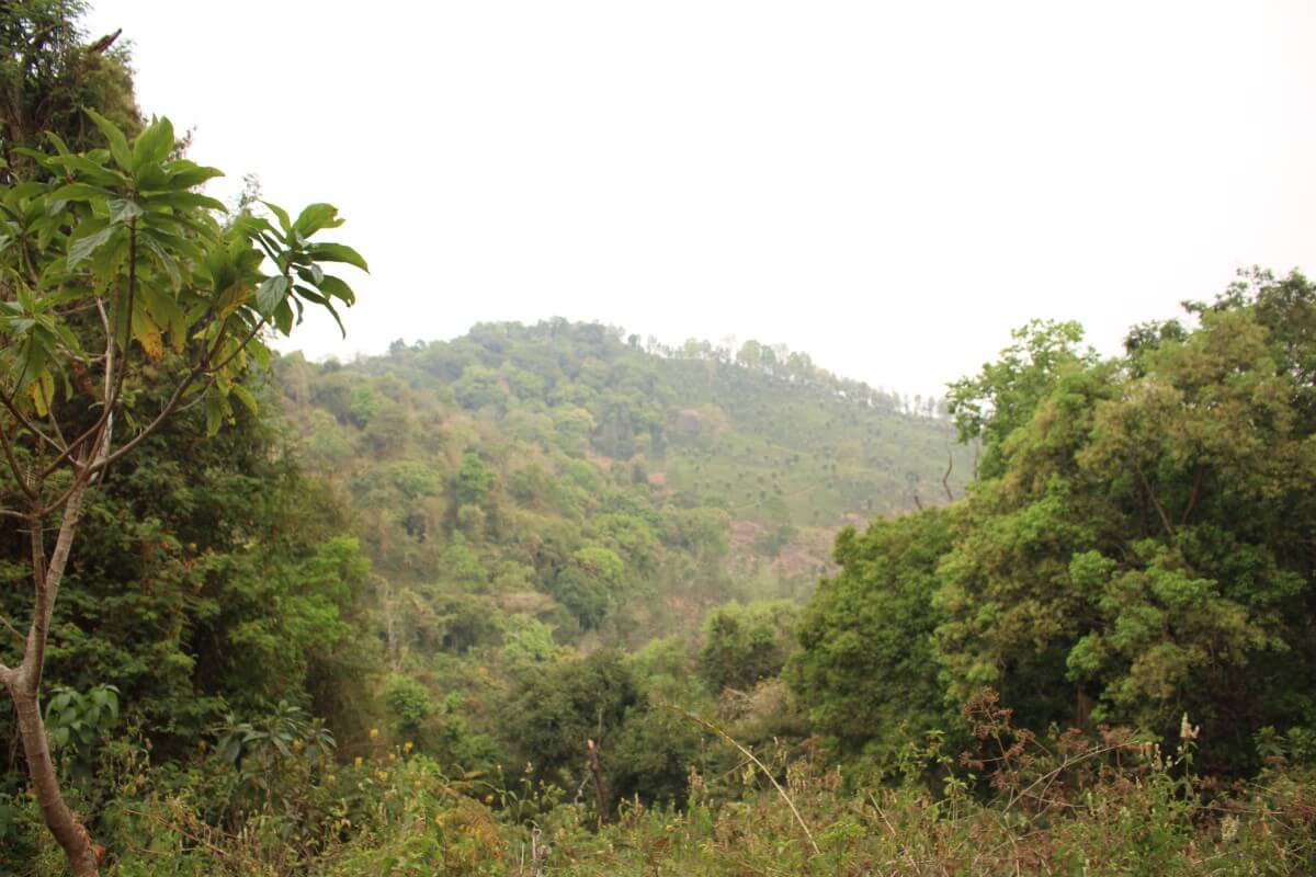 Photo Story: Swallows Visit Aracode - Keystone Foundation