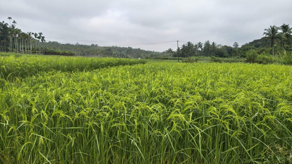 The Story of Wayanad and Gandhakasala - Keystone Foundation